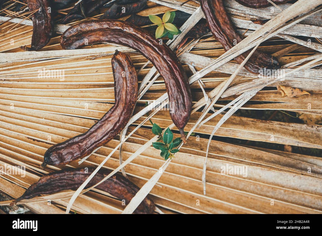 Harvesting mature carobs near their tree Stock Photo - Alamy