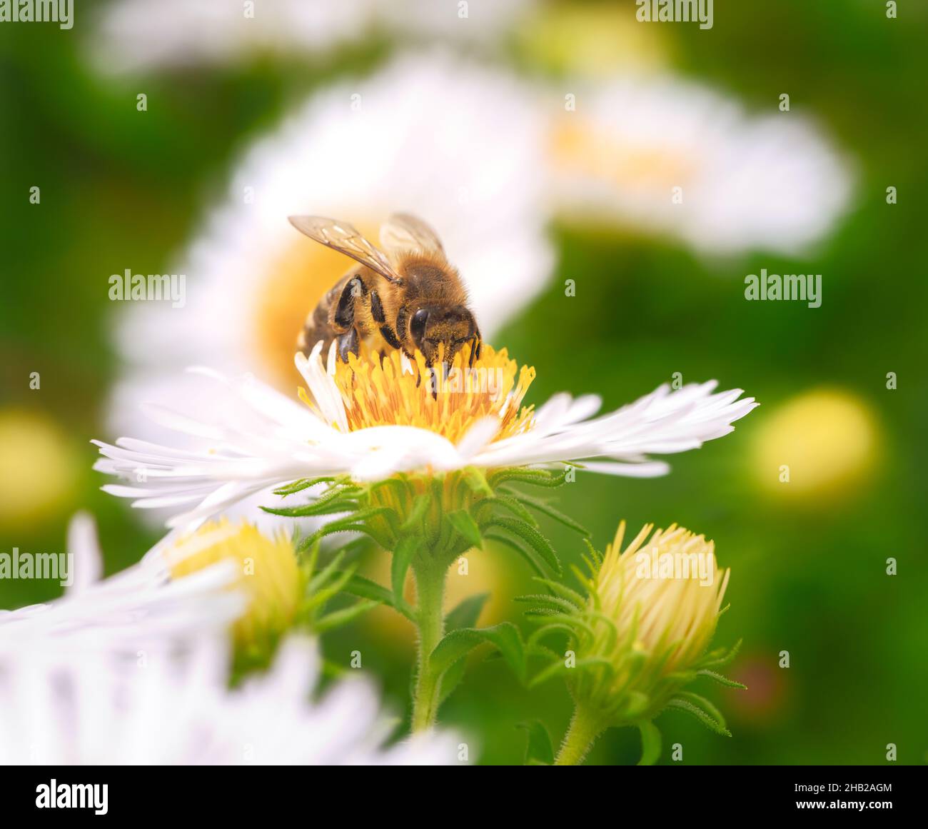 Macro of a bee pollinating on an aster flower Stock Photo - Alamy