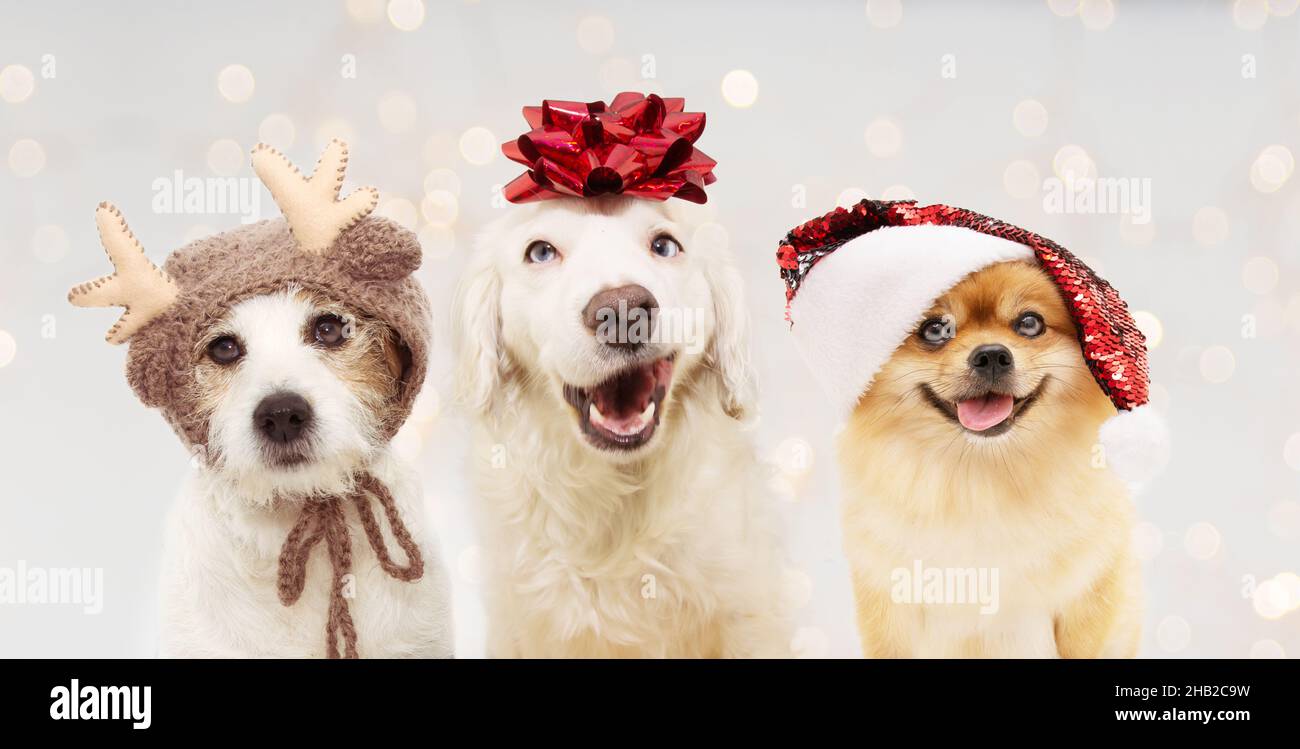 Banner happy christmas dogs. Three puppies celebrating holidays wearing ...
