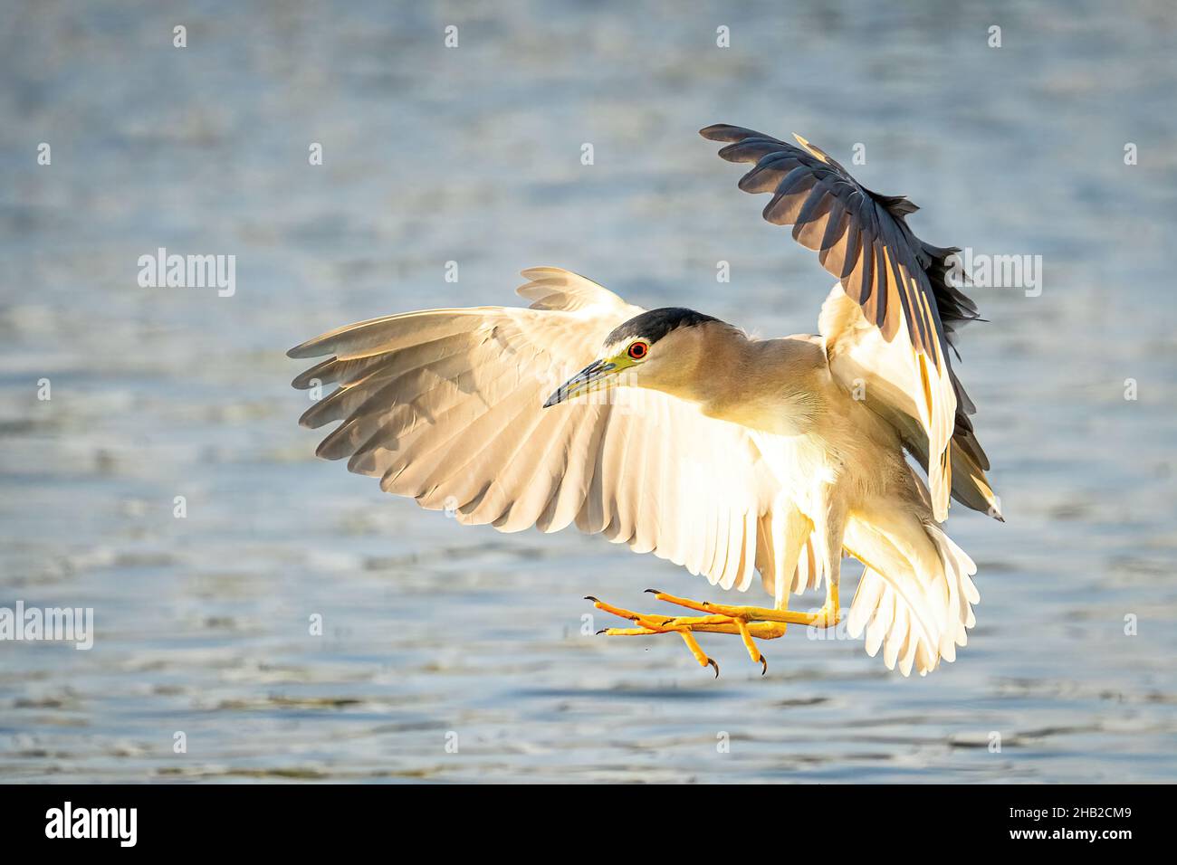 Selective of a Black-crowned Night Heron (Nycticorax nycticorax ...