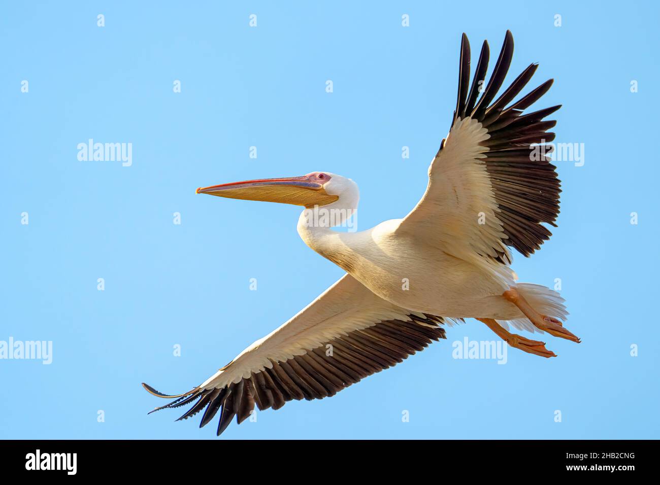 Pelican flying in the blue sky Stock Photo - Alamy