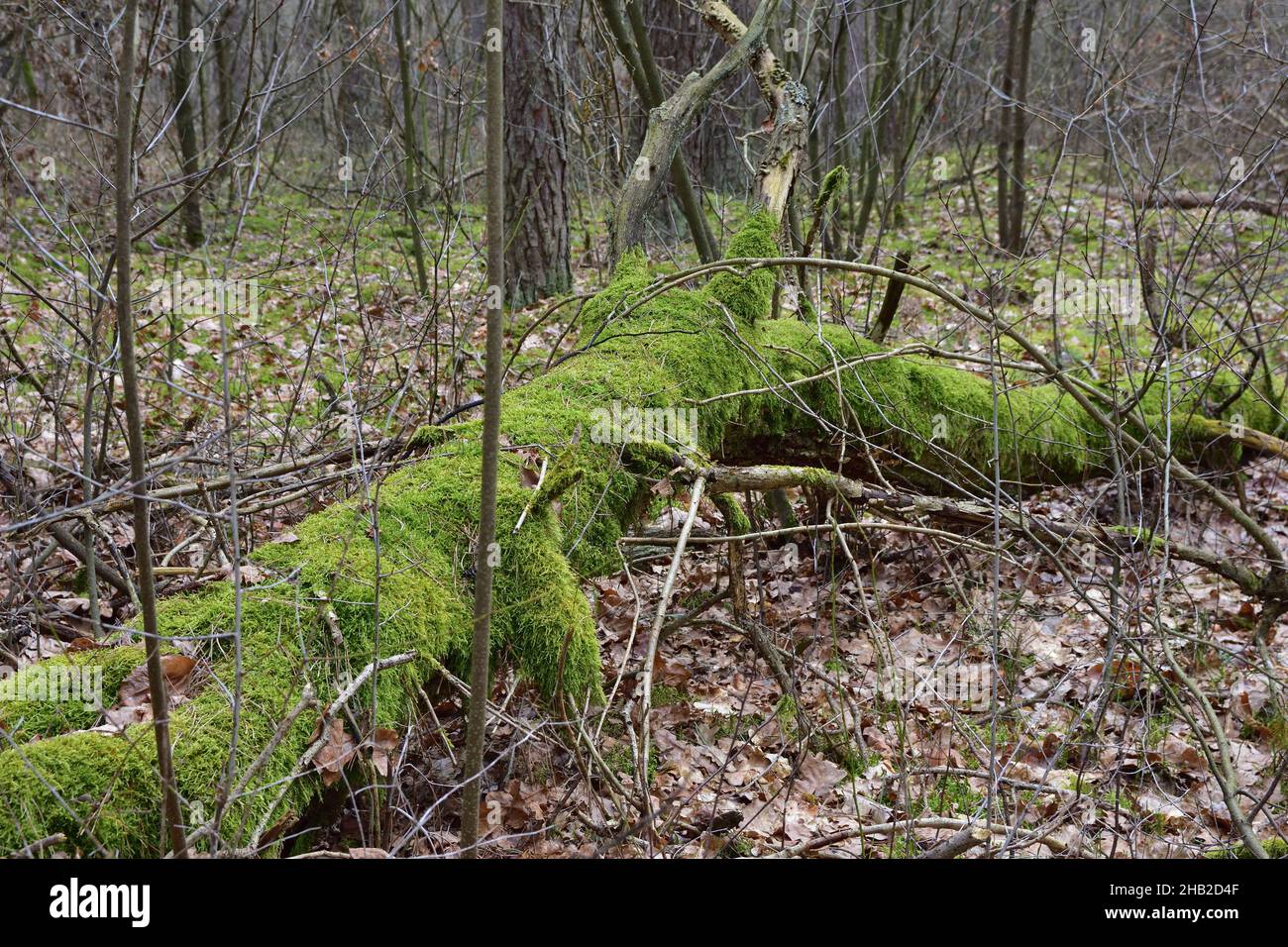 Overturned trees hi-res stock photography and images - Alamy