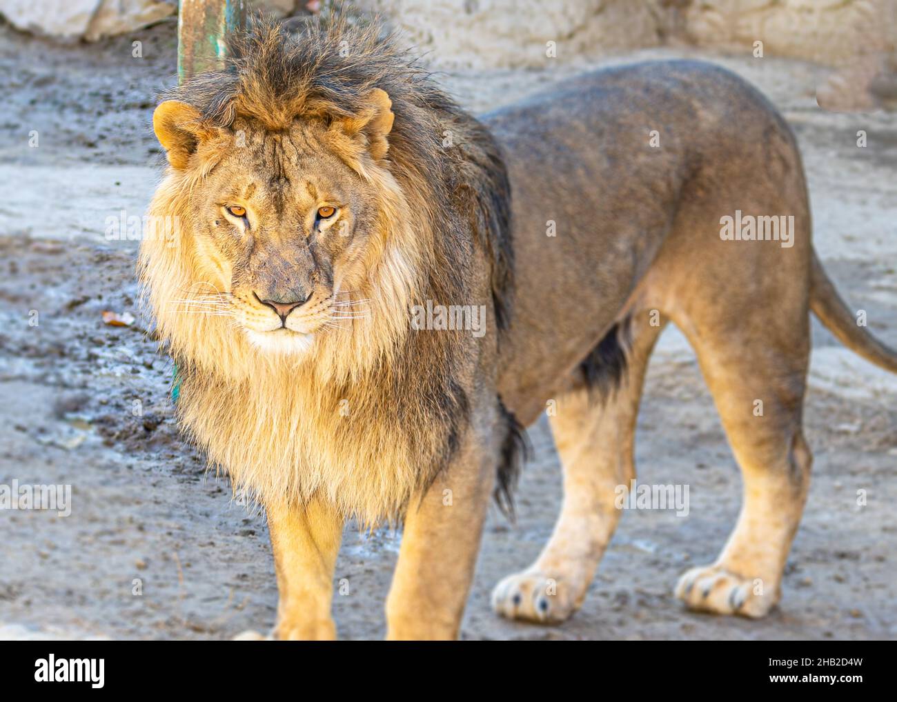 Lion posing for the camera hi-res stock photography and images - Alamy