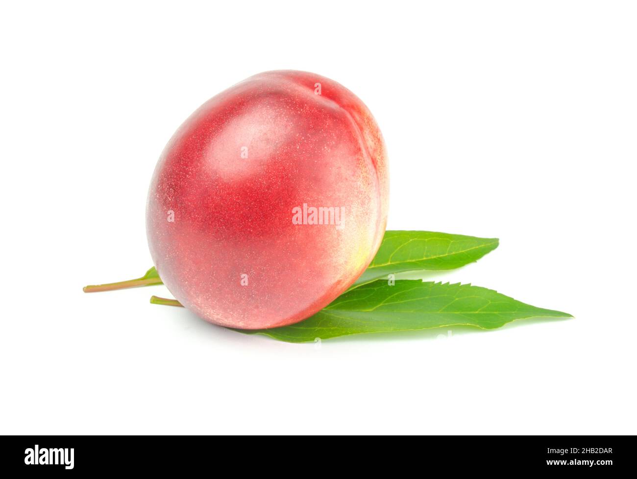 Single nectarine with green leaves over white background Stock Photo ...