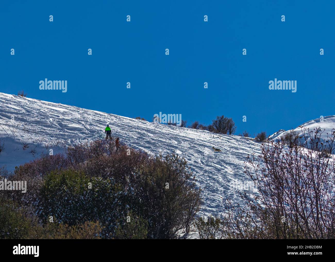 Ski man with a snow fox on a mountain Stock Photo - Alamy