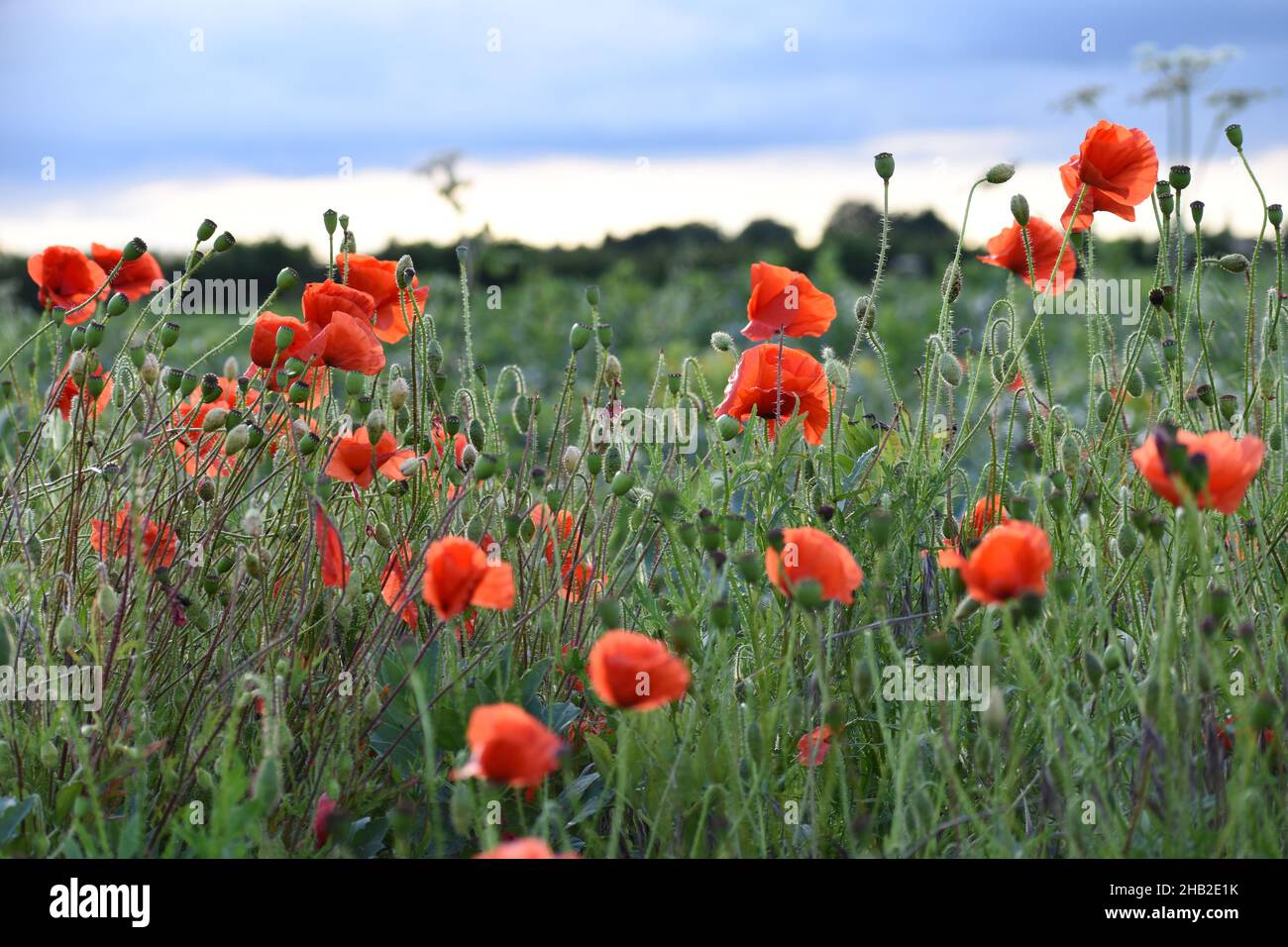 Common Poppies on a field border U.K Stock Photo - Alamy