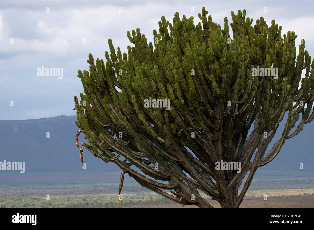 Naboom, Zimanga Private Game Reserve, KwaZulu Natal Stock Photo - Alamy