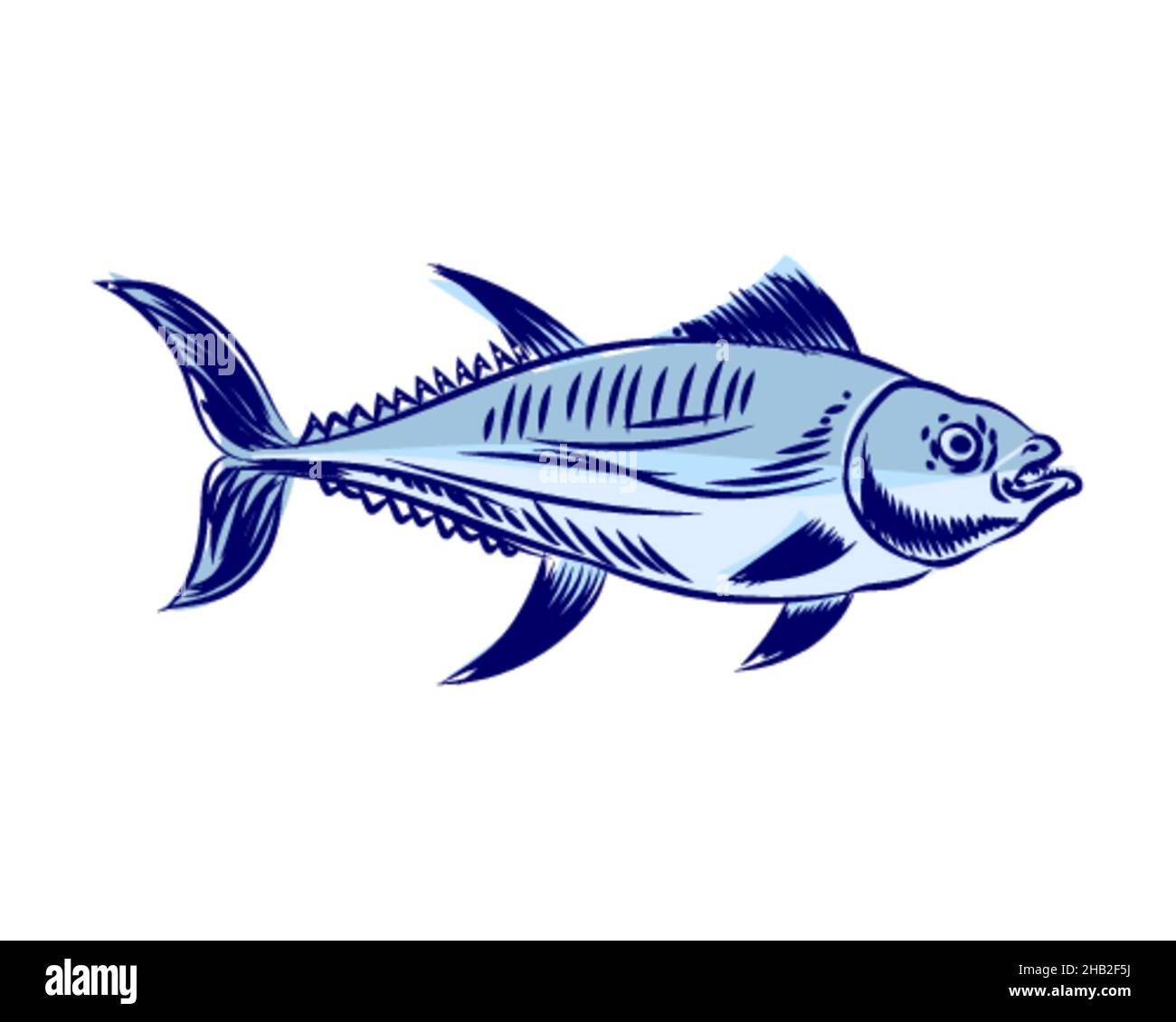 Tuna Hand drawing engraving. tunny Seafood fish. vector illustration ...