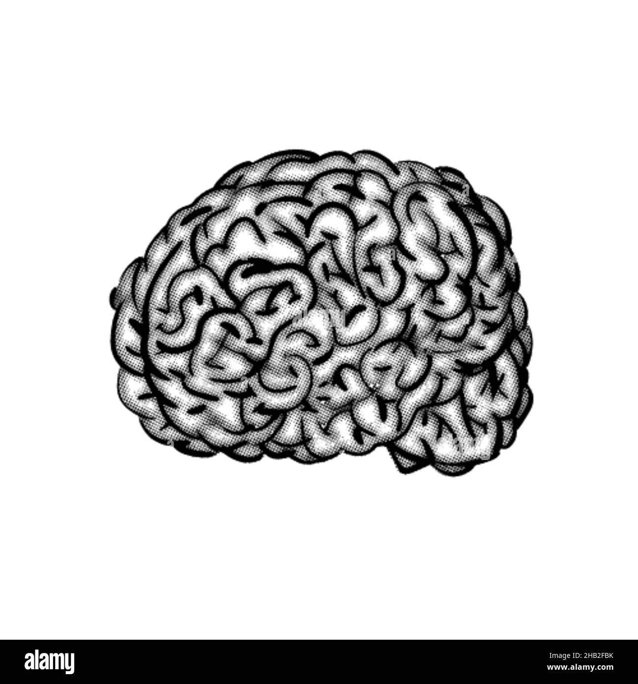 Brain hand drawing isolated. Brains Engraving vector illustration Stock ...