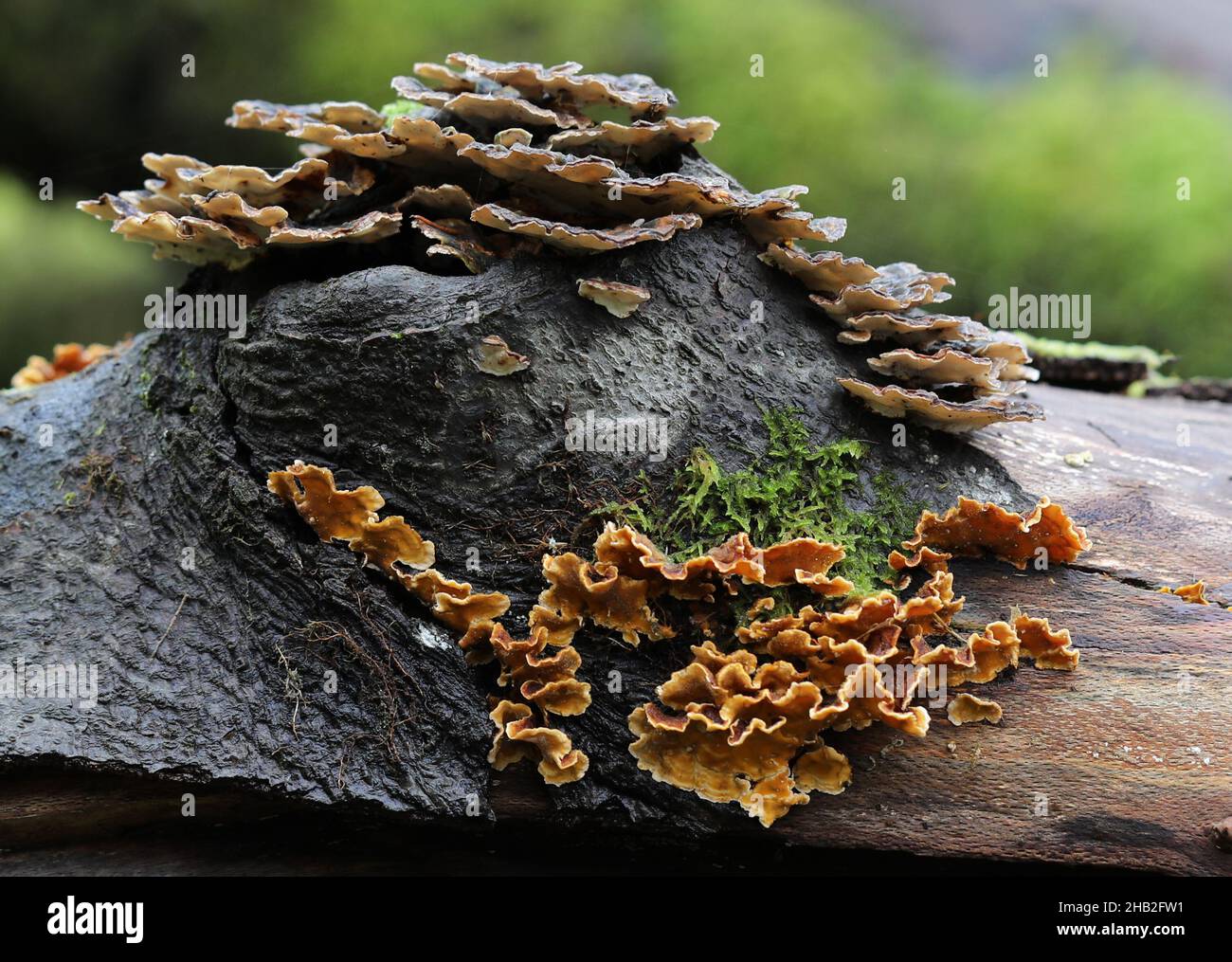 Mycelium High Resolution Stock Photography and Images - Alamy
