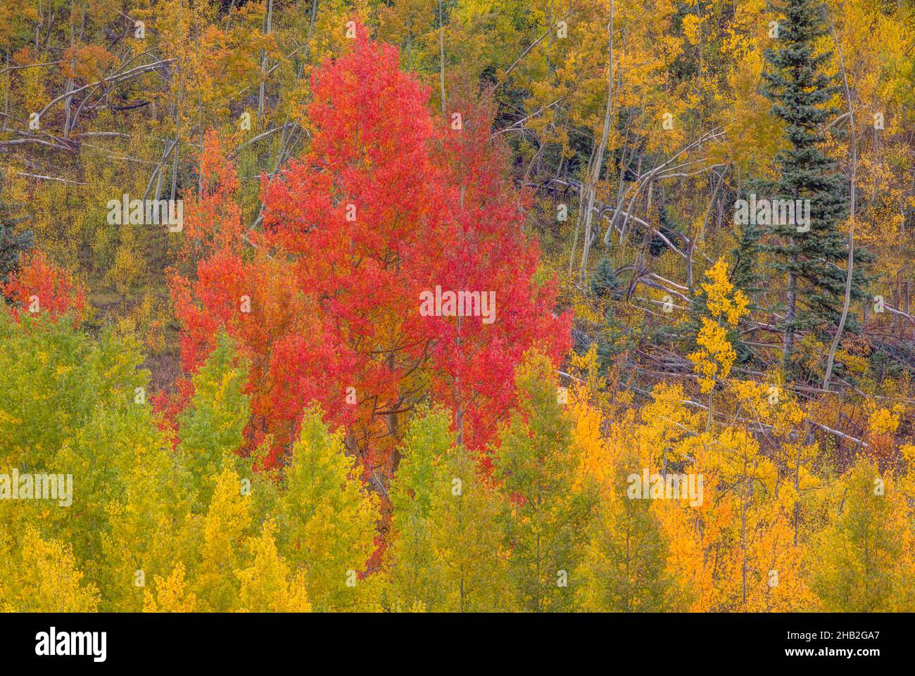 Scenic autumn landscape images in Colorado Stock Photo - Alamy