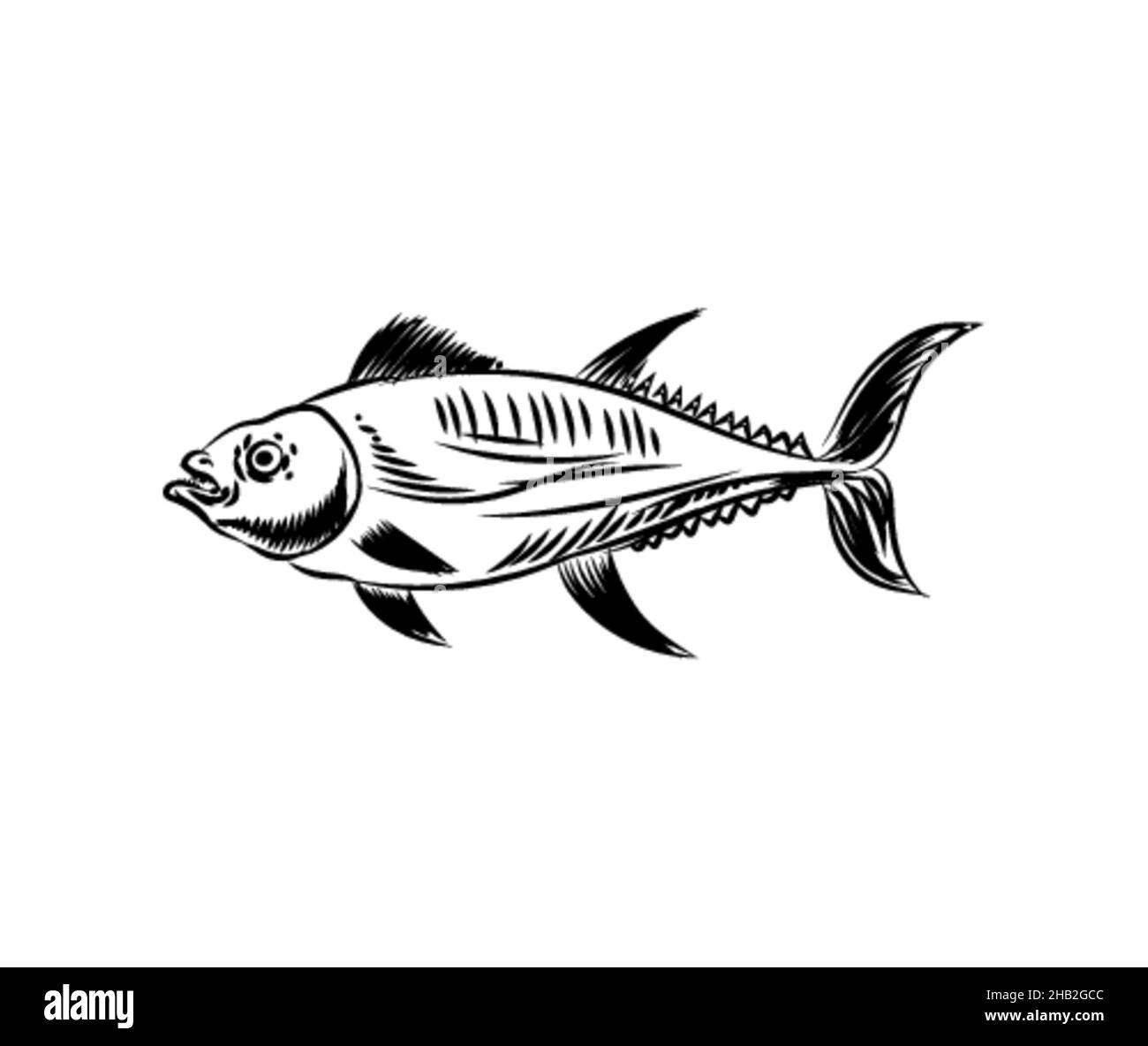 Tuna Hand drawing engraving. tunny Seafood fish. vector illustration ...