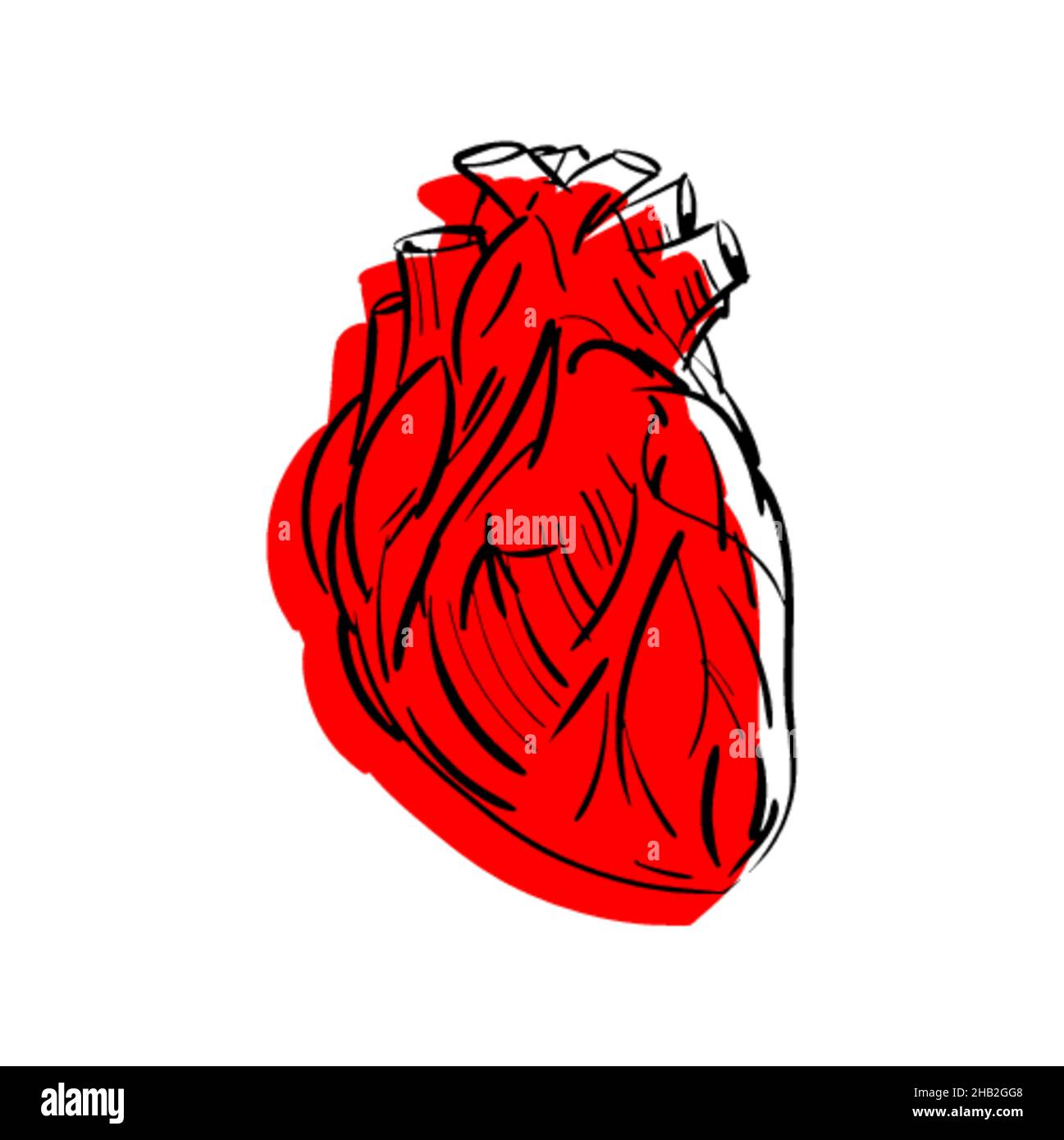 Anatomical Heart Vector Png