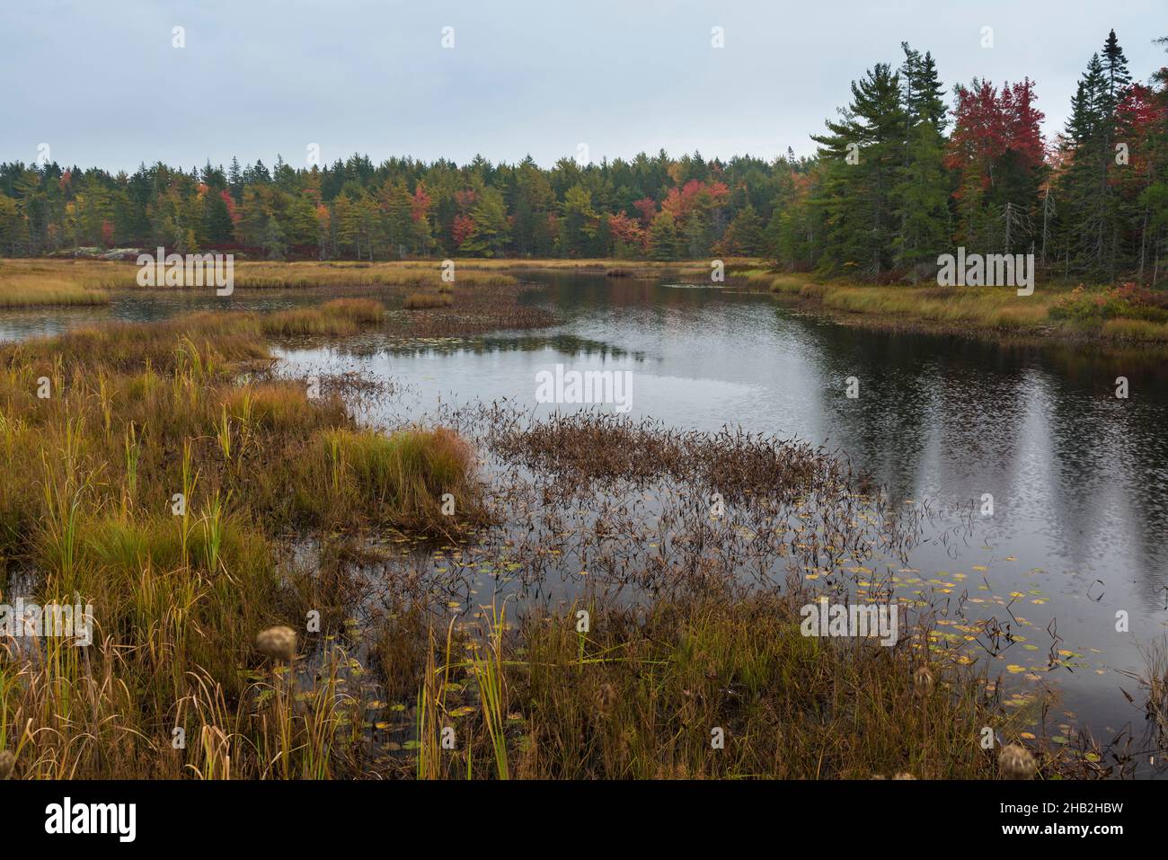 Wetland marsh in Autumn during rainy weather, Nova Scotia, Canada Stock ...