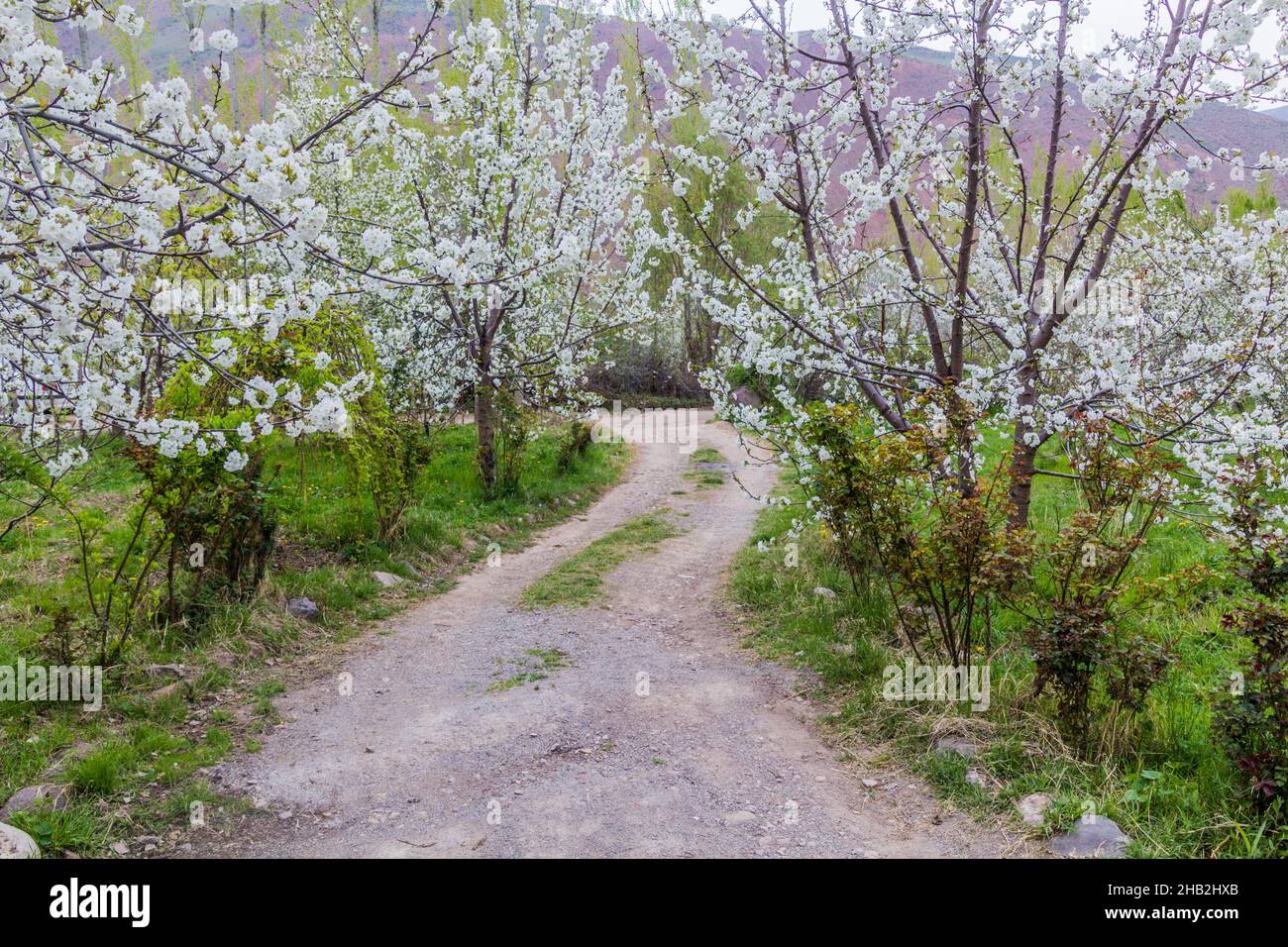Spring cherry trees in blossom in Alamut valley in Iran Stock Photo - Alamy