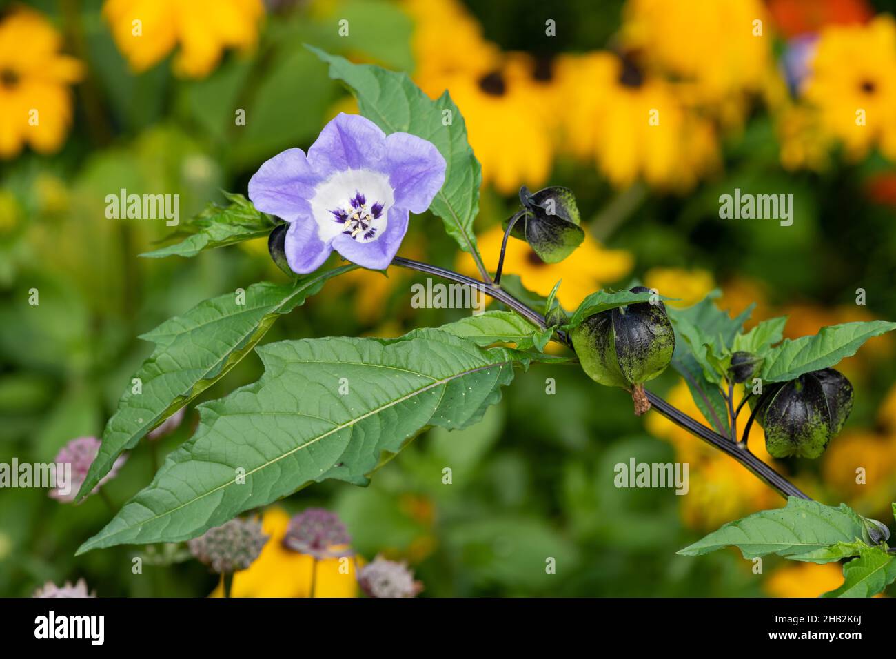 Close up of an apple of Peru (nicandra physalodes) flower in bloom ...