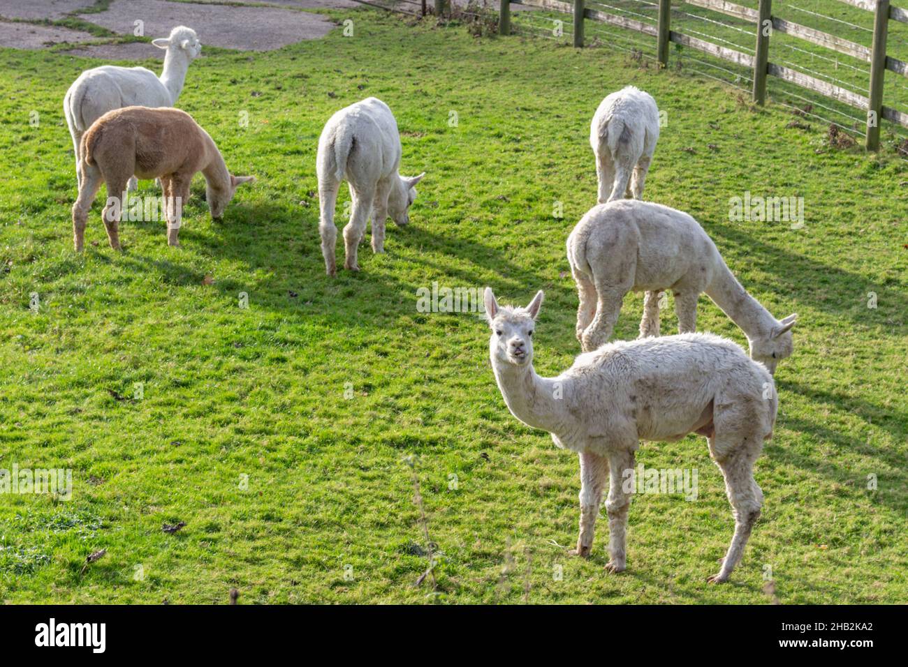 Group of alpacas in field hi-res stock photography and images - Alamy
