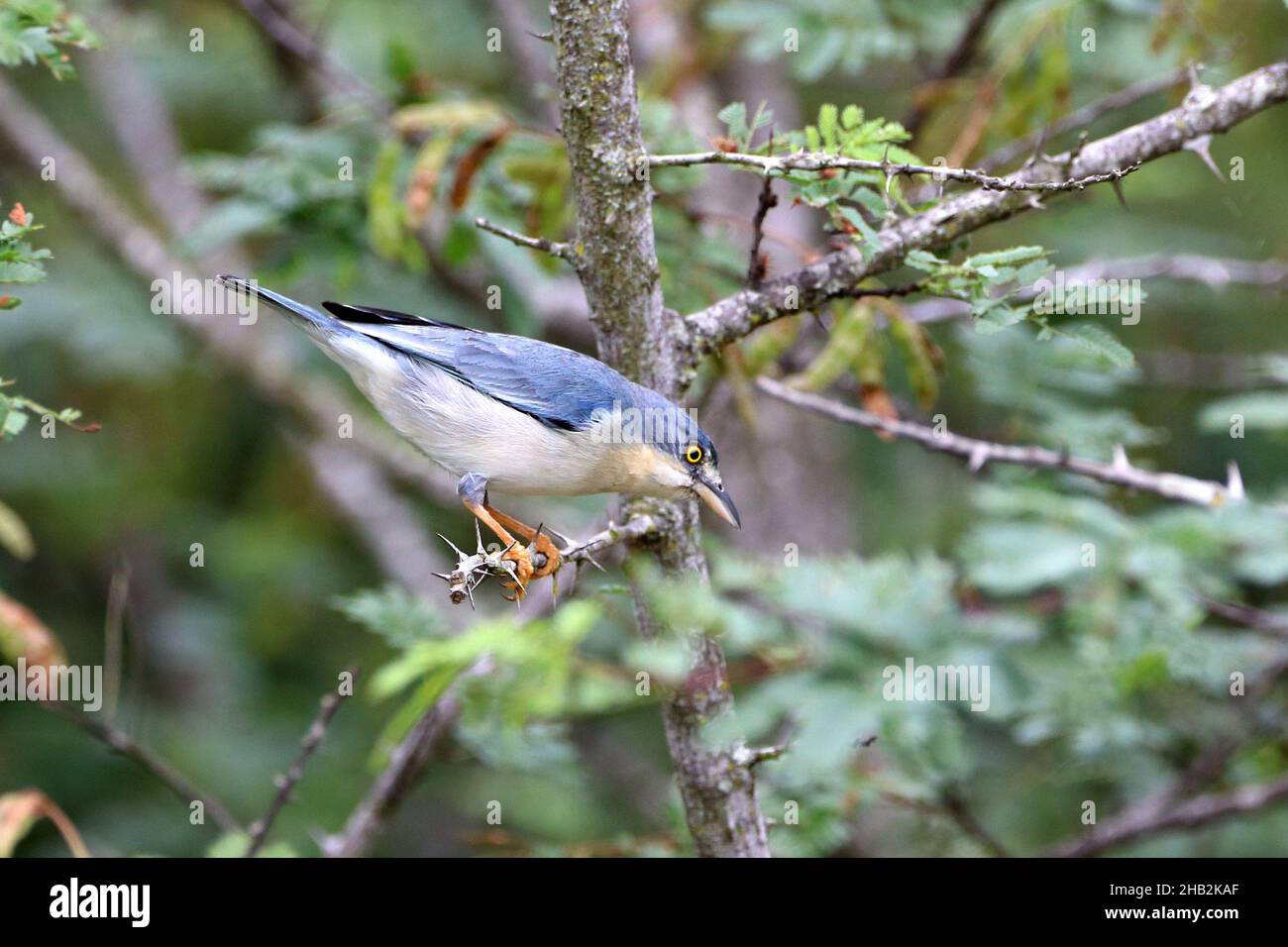 female of Hooded Tanager (Nemosia pileata) perched among branches in ...