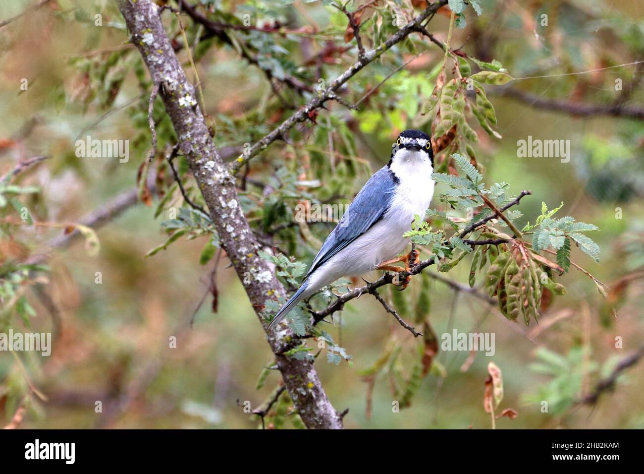 Pileate nemosia hi-res stock photography and images - Alamy