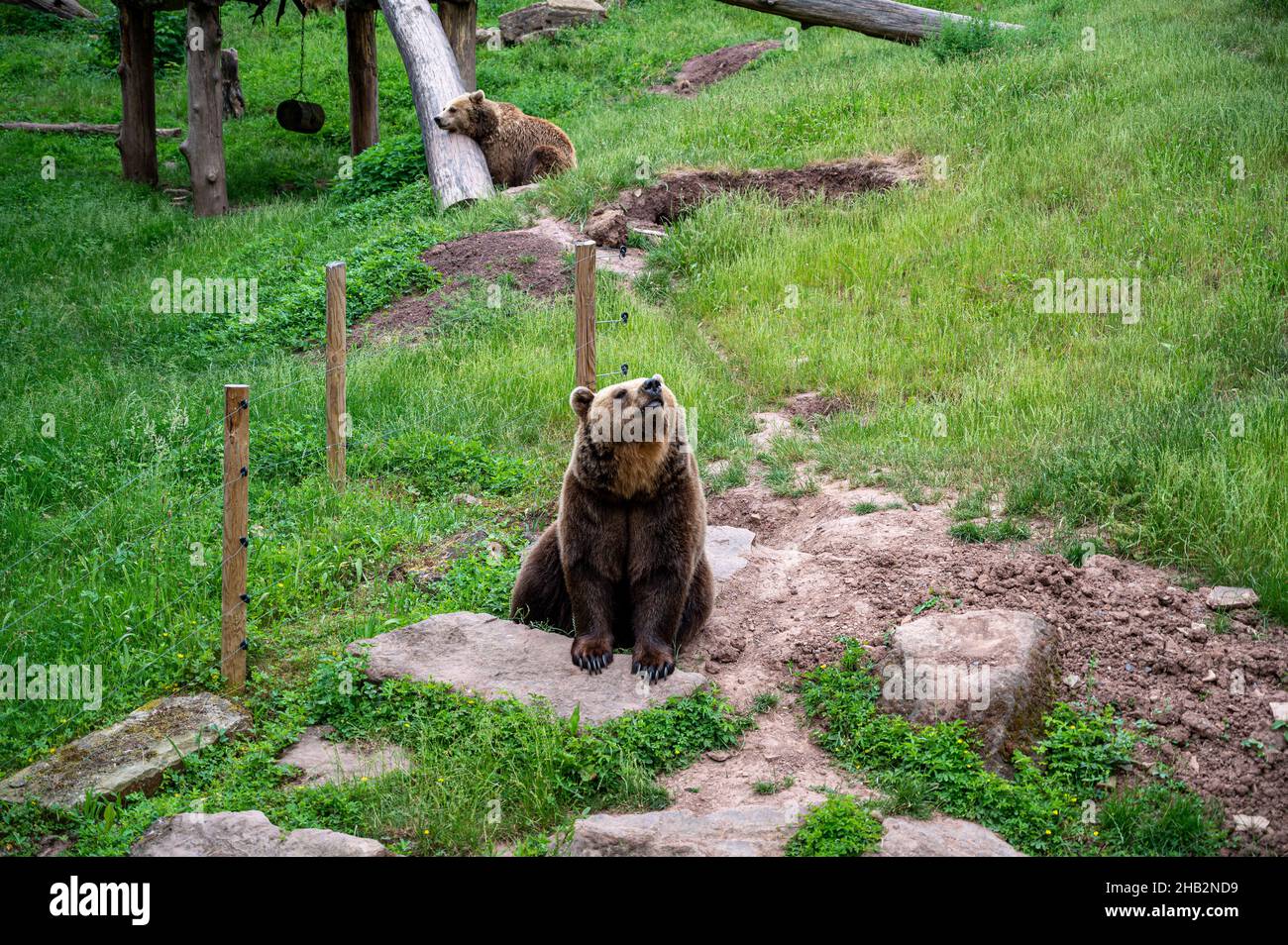 Brown bears in the zoo Stock Photo - Alamy