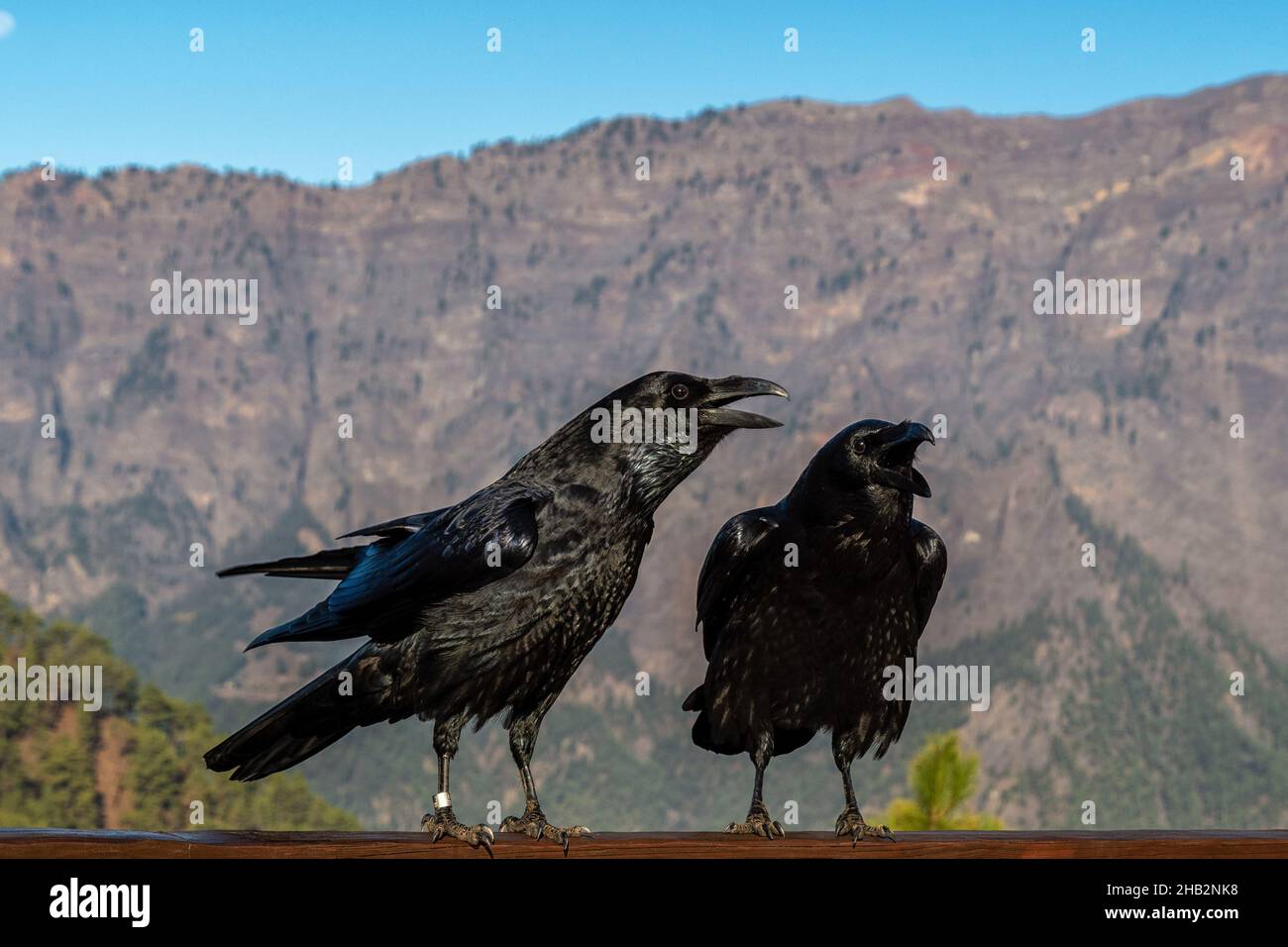 Raven couple in front of the mountains Stock Photo - Alamy