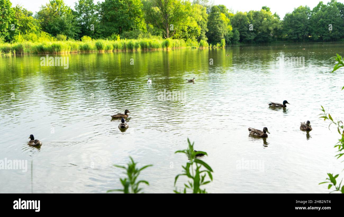 Ducks and other waterfowl swim on a pond in South Park, Kaliningrad ...