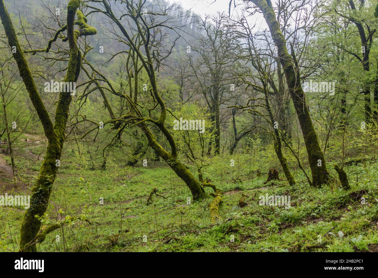 Forest on the hills around Rudkhan castle in Iran Stock Photo - Alamy