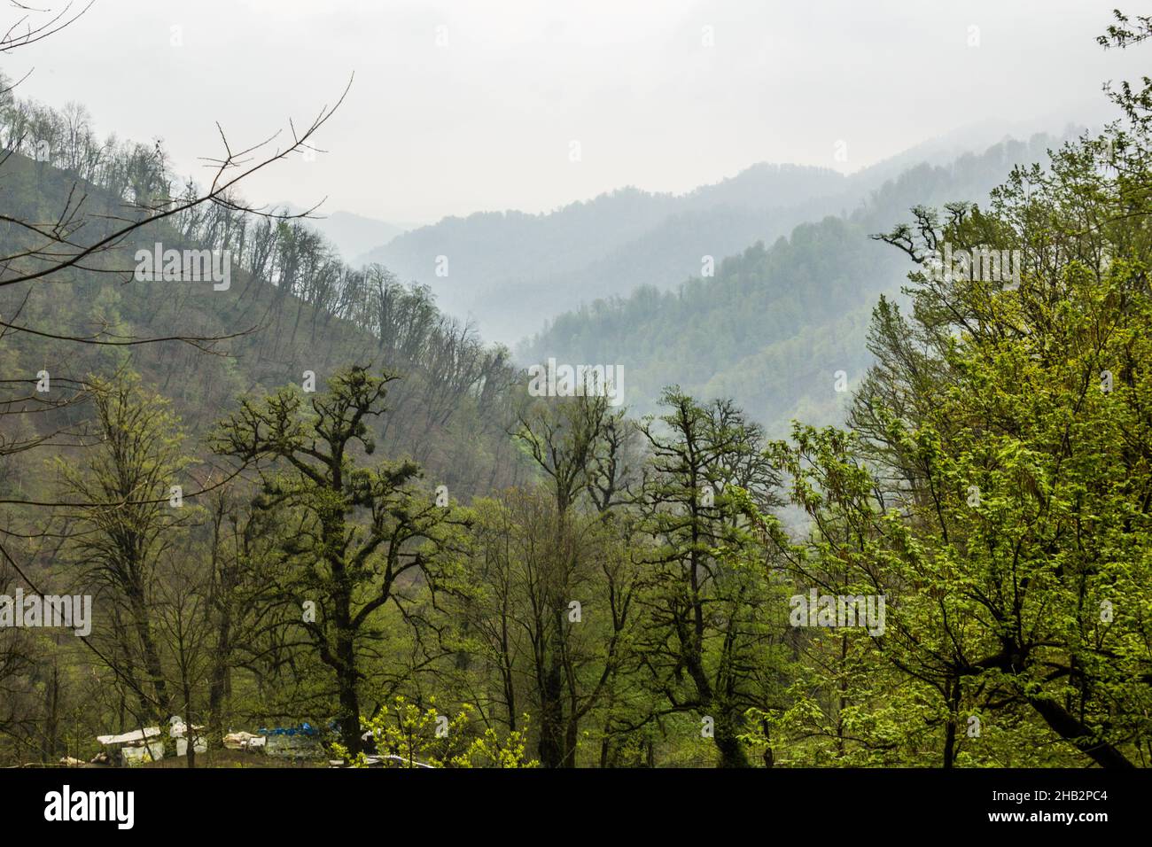 Forest on the hills around Rudkhan castle in Iran Stock Photo - Alamy
