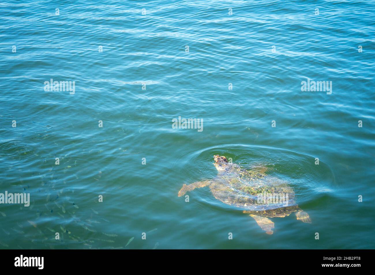 Loggerhead sea turtle, Caretta caretta in Dalyan River, Mediterranean ...