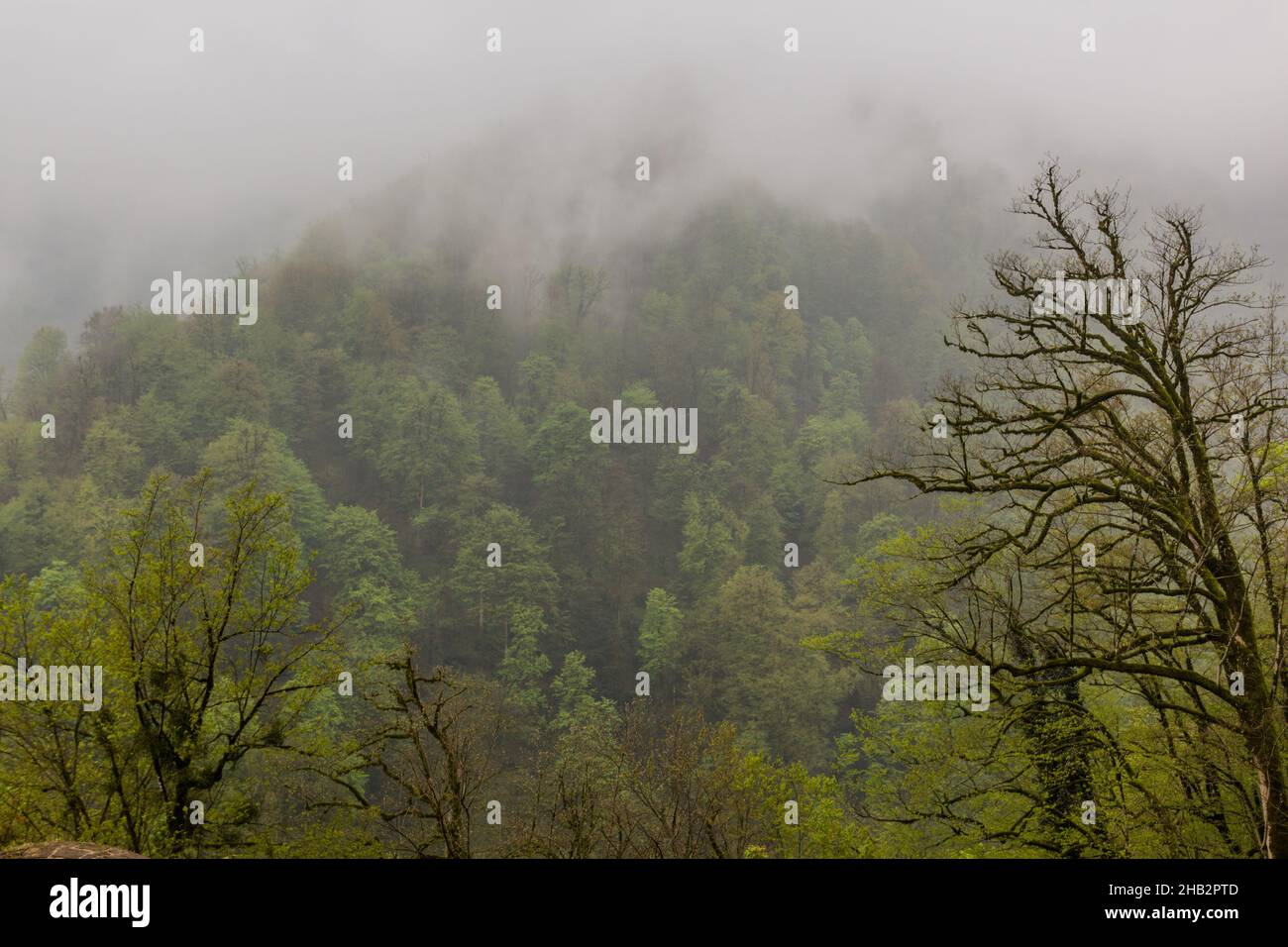 Forest on the hills around Rudkhan castle in Iran Stock Photo - Alamy
