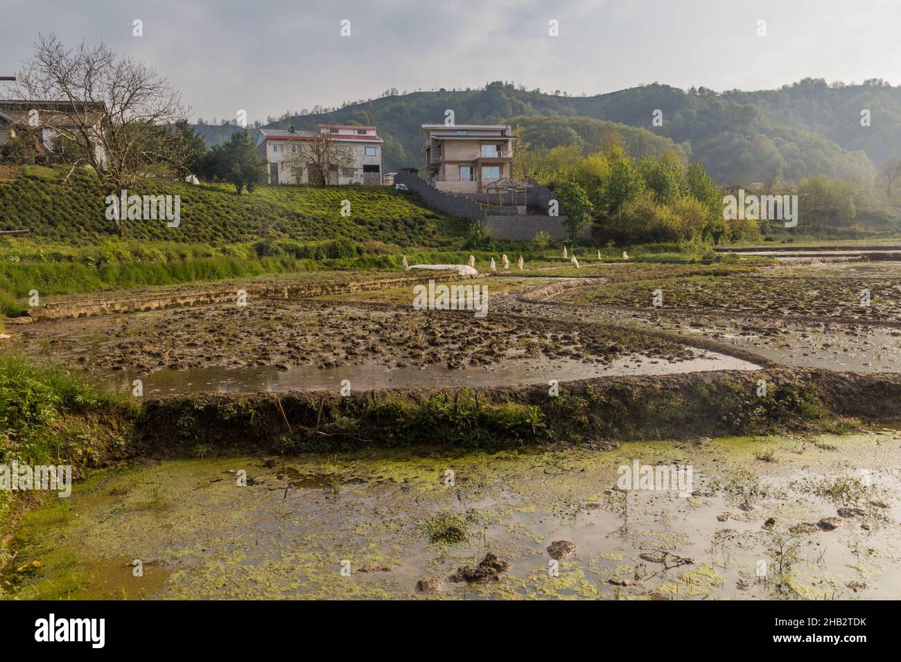 Gilan rice field hi-res stock photography and images - Alamy