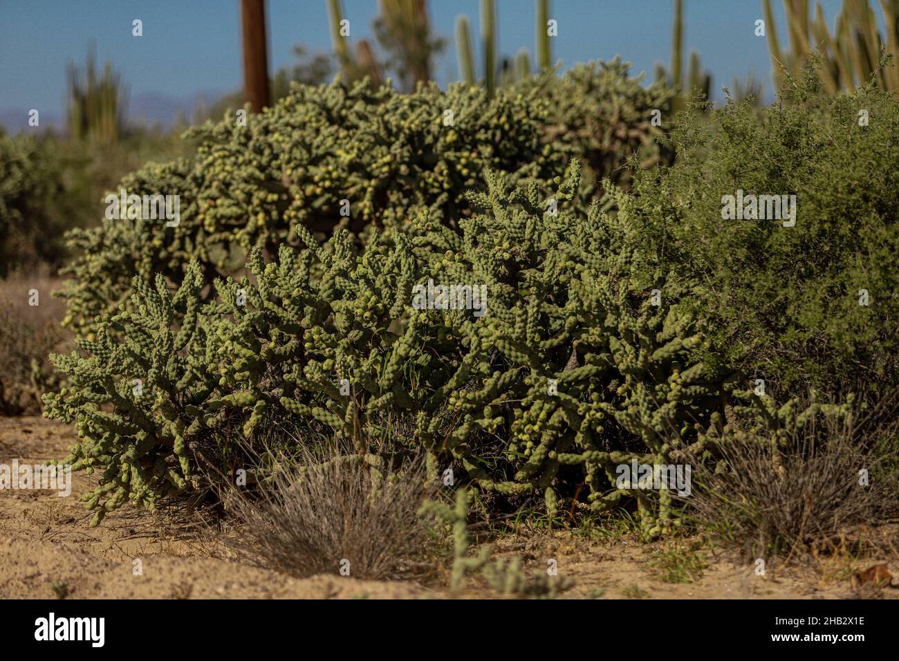 Forest of cactus, choya and desert flora in the surroundings of Kino ...