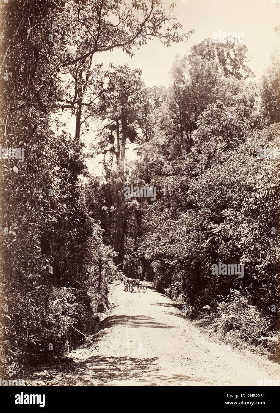 Tikitapu Bush, Burton Brothers studio, photography studio, 1876 / 1886 ...