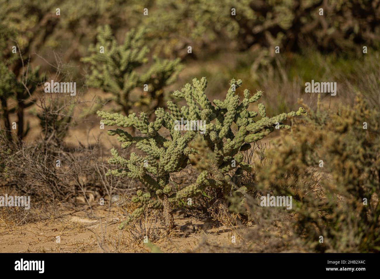 Bosque en diciembre hi-res stock photography and images - Alamy