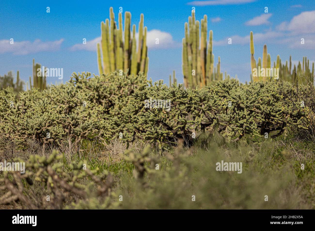 Bosque en diciembre hi-res stock photography and images - Alamy