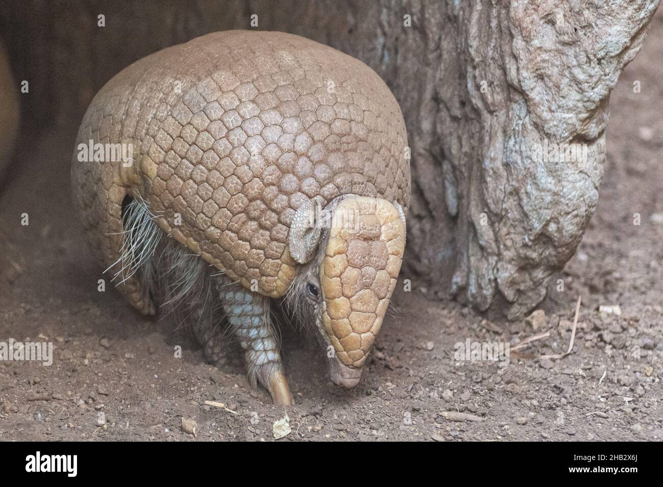 Armadillo burrow hi-res stock photography and images - Alamy