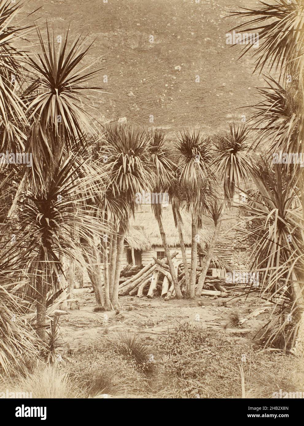 Cabbage tree grove hi-res stock photography and images - Alamy