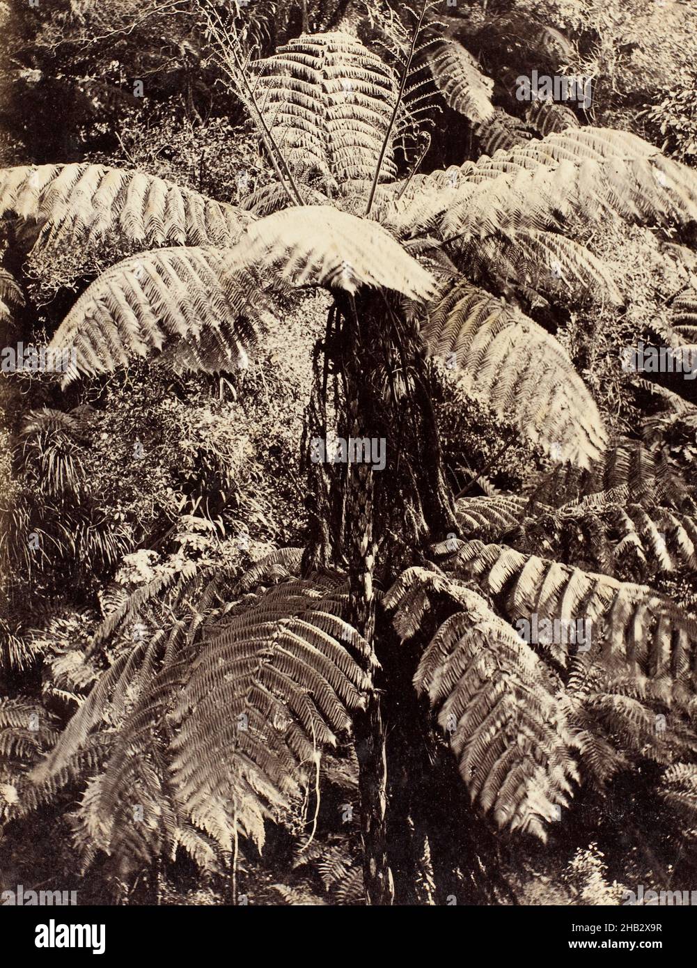 Tararu hi-res stock photography and images - Alamy