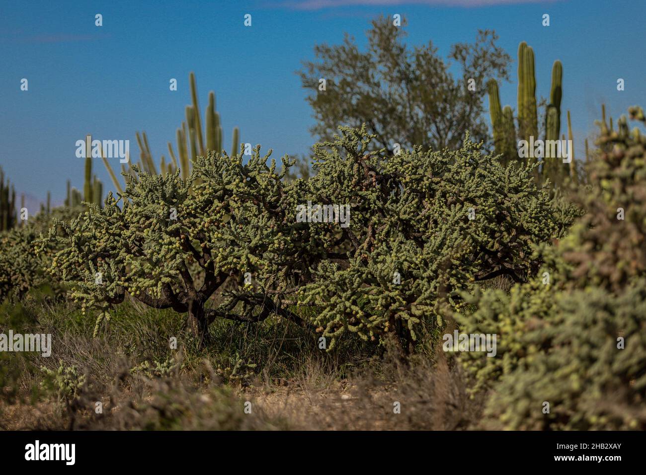 Forest of cactus, choya and desert flora in the surroundings of Kino ...