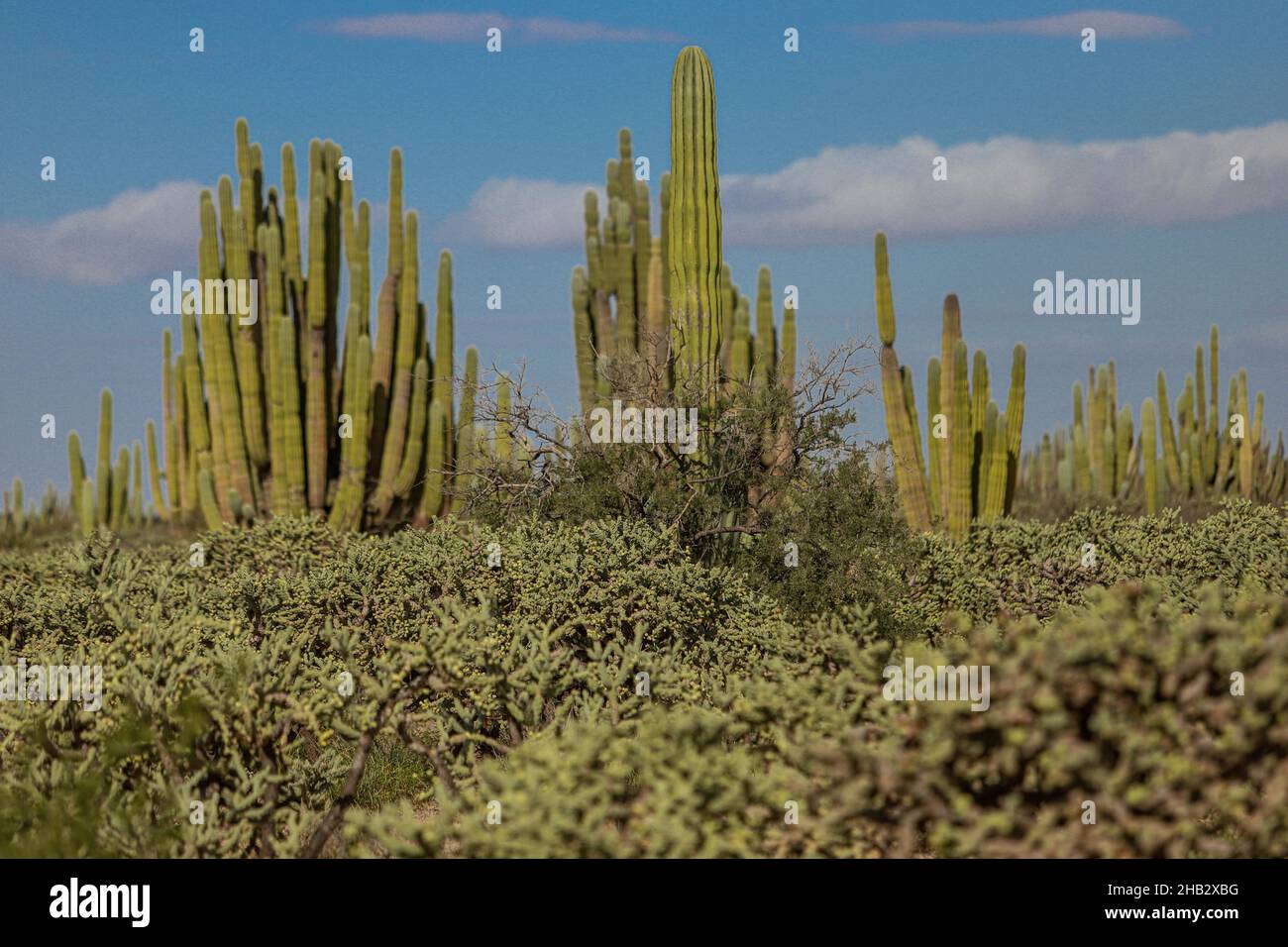 Forest of cactus, choya and desert flora in the surroundings of Kino ...