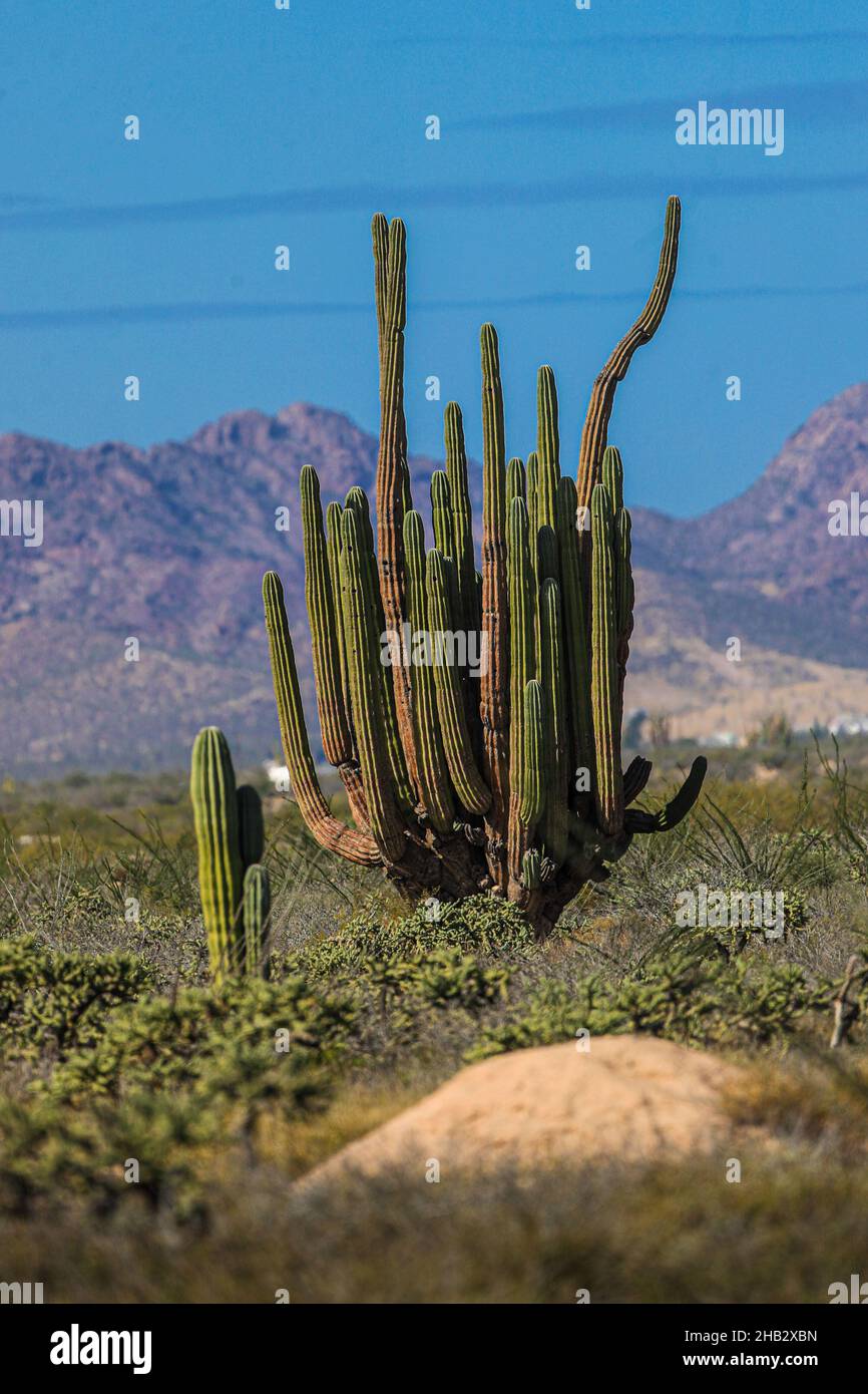 Bosque en diciembre hi-res stock photography and images - Alamy