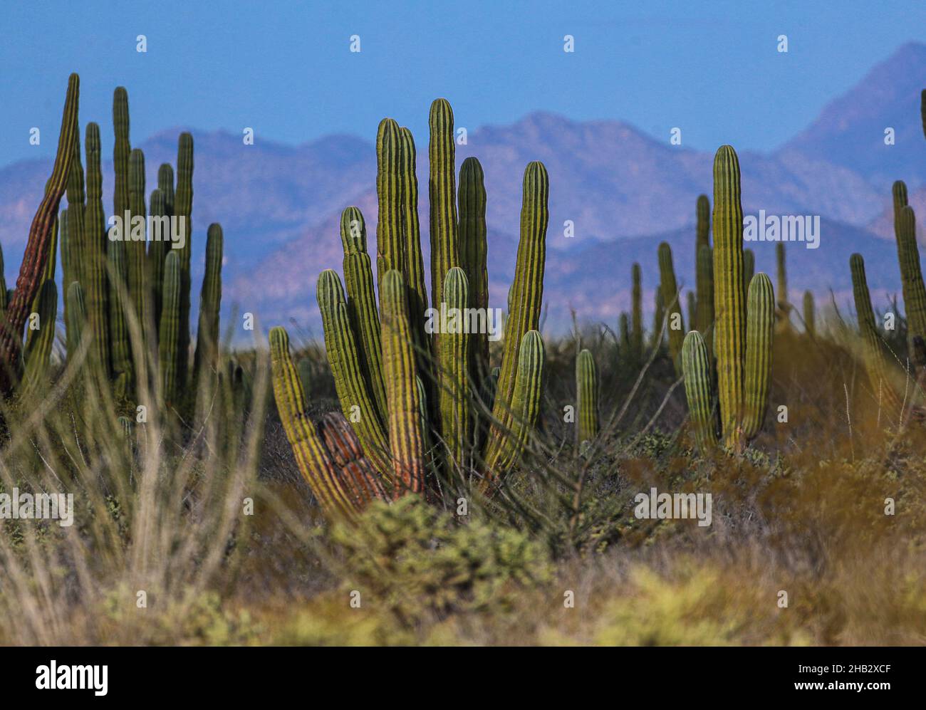 Cardon cactus en hi-res stock photography and images - Alamy
