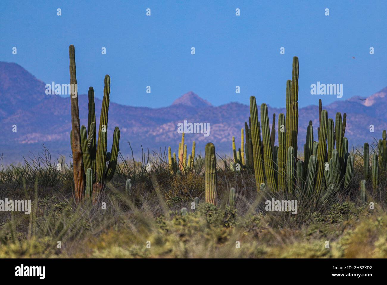 Bosque en diciembre hi-res stock photography and images - Alamy