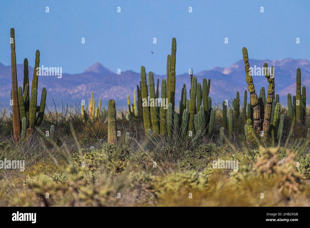 Bosque en diciembre hi-res stock photography and images - Alamy