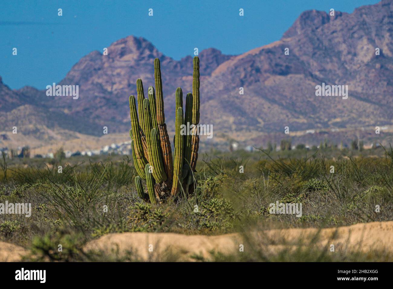 Cardon cactus en hi-res stock photography and images - Alamy