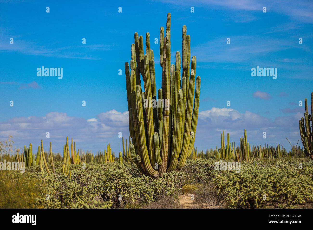Bosque en diciembre hi-res stock photography and images - Alamy