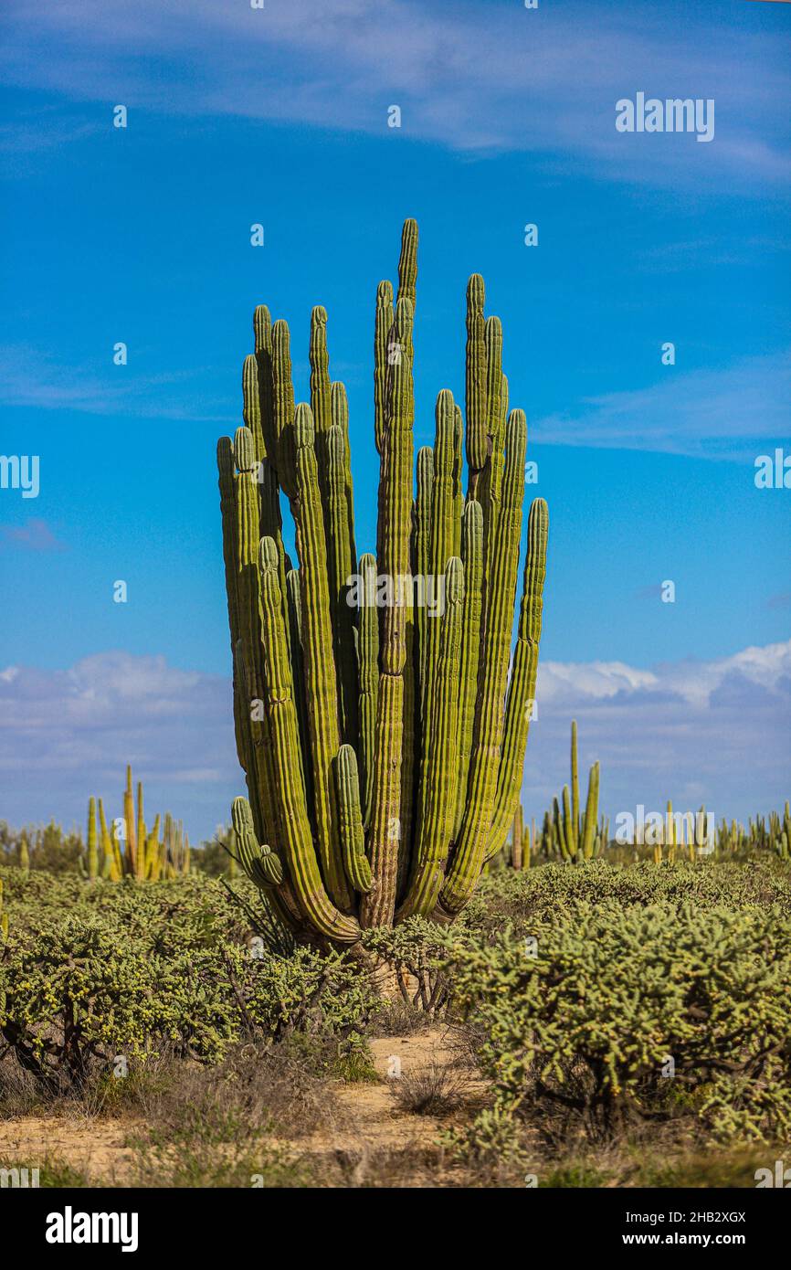 Bosque en diciembre hi-res stock photography and images - Alamy