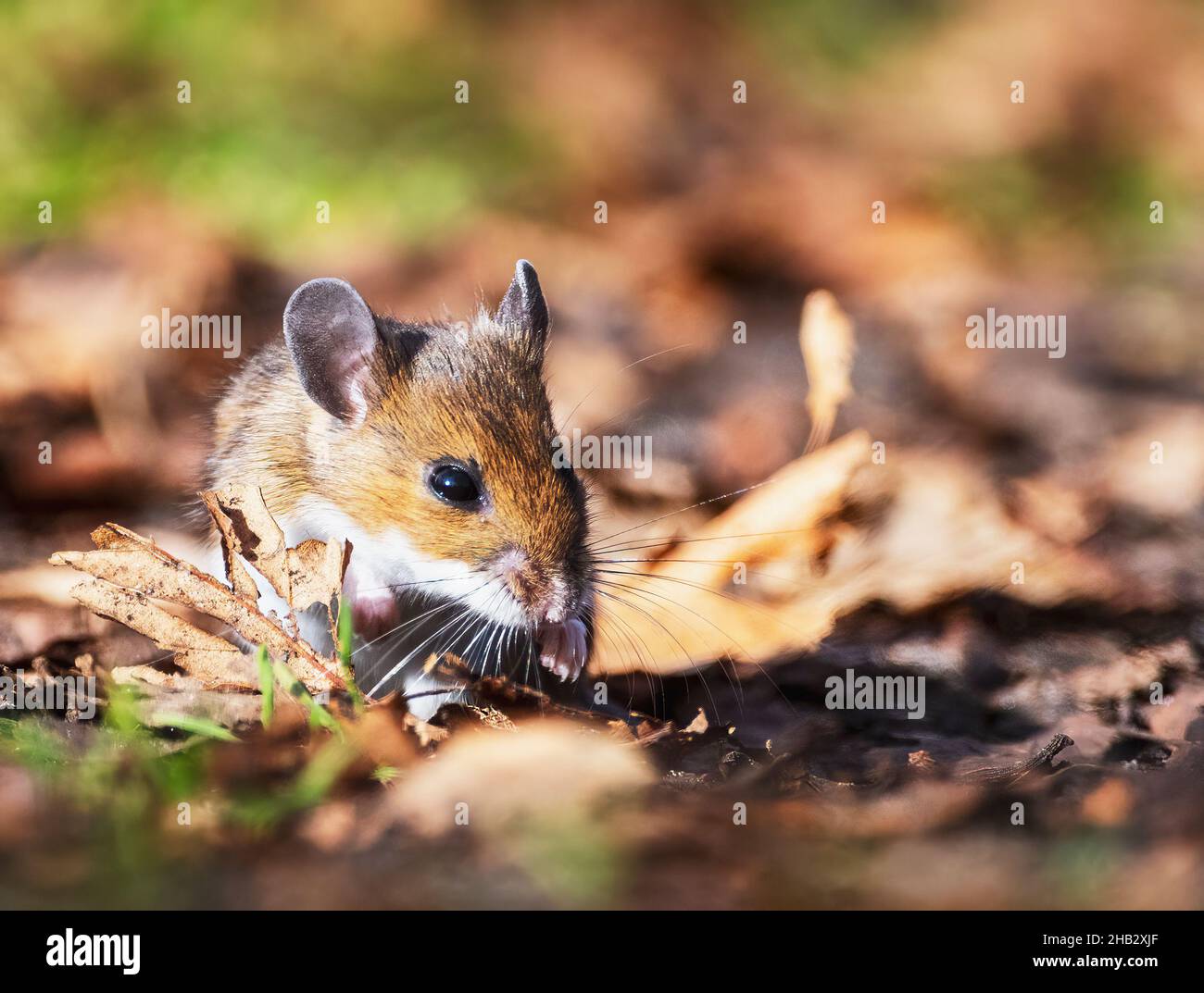 White footed mouse hi-res stock photography and images - Alamy