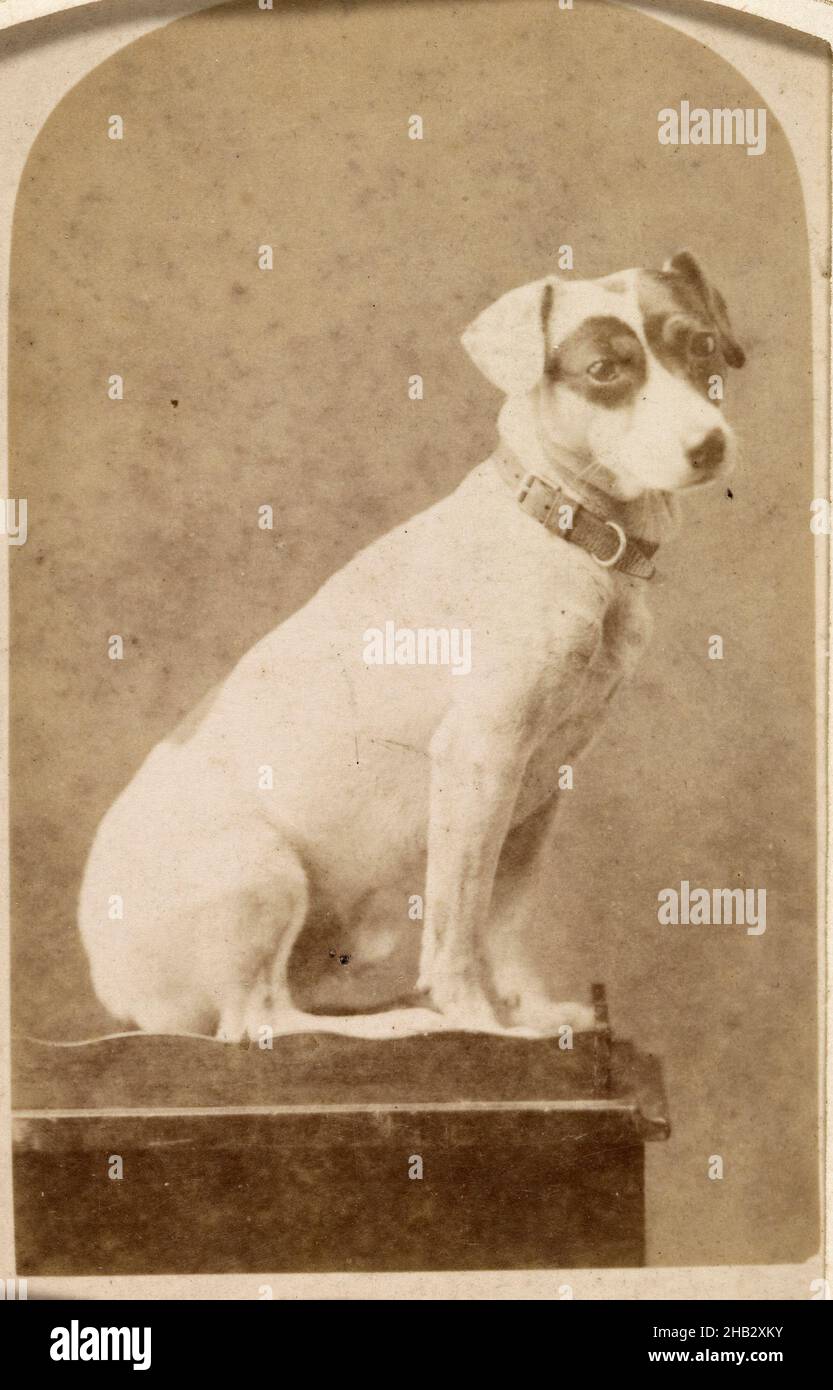 Small dog, Burton Brothers studio, photography studio, circa 1870 ...