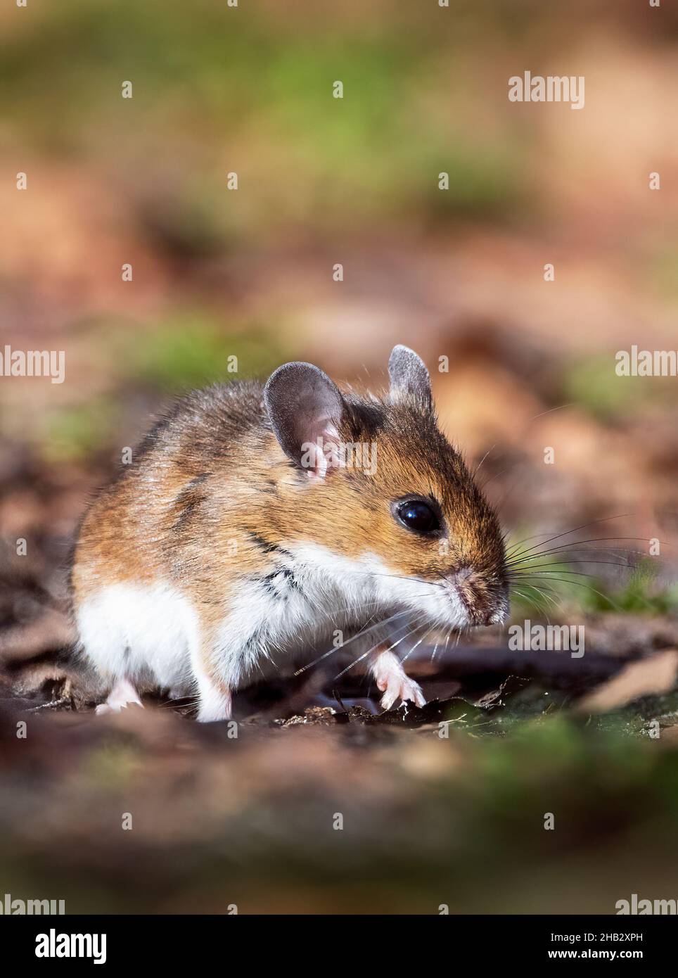 White-footed or Deer Mouse in late fall leaf litter Stock Photo - Alamy